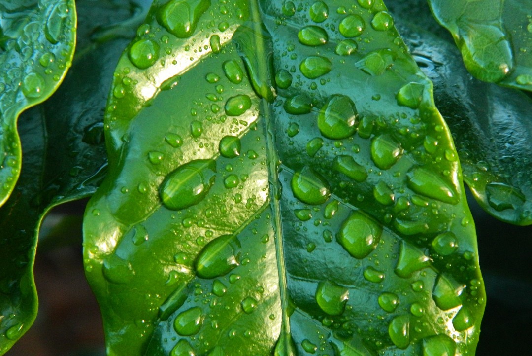 Hoja del cafeto | Cafeciba